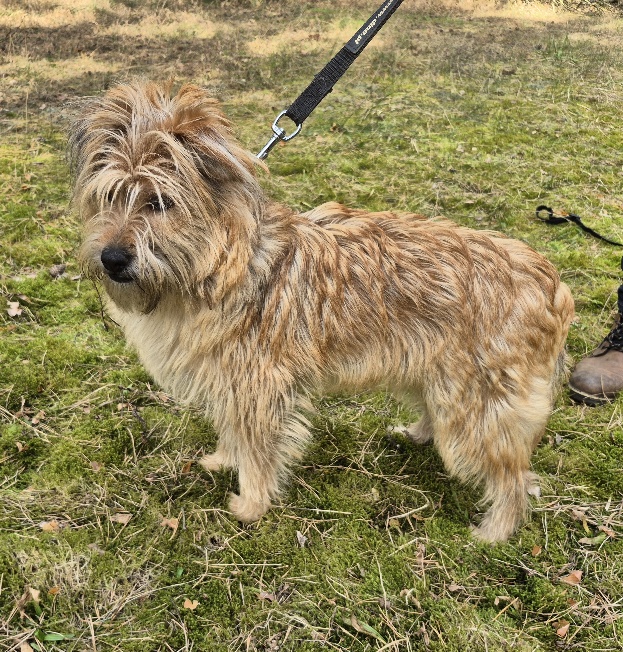 Tierheim Verlorenwasser - Hunde im Tierheim Verlorenwasser
