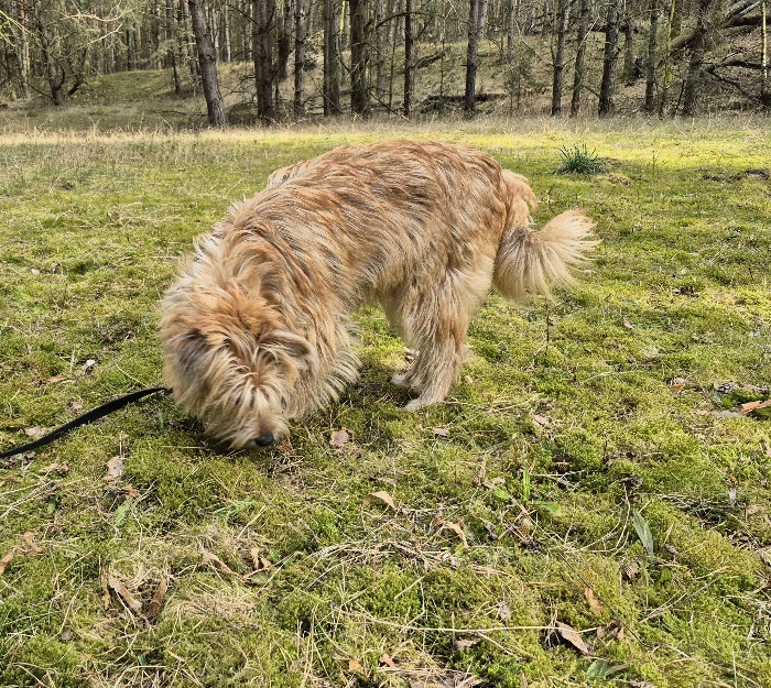 Tierheim Verlorenwasser - Camello
