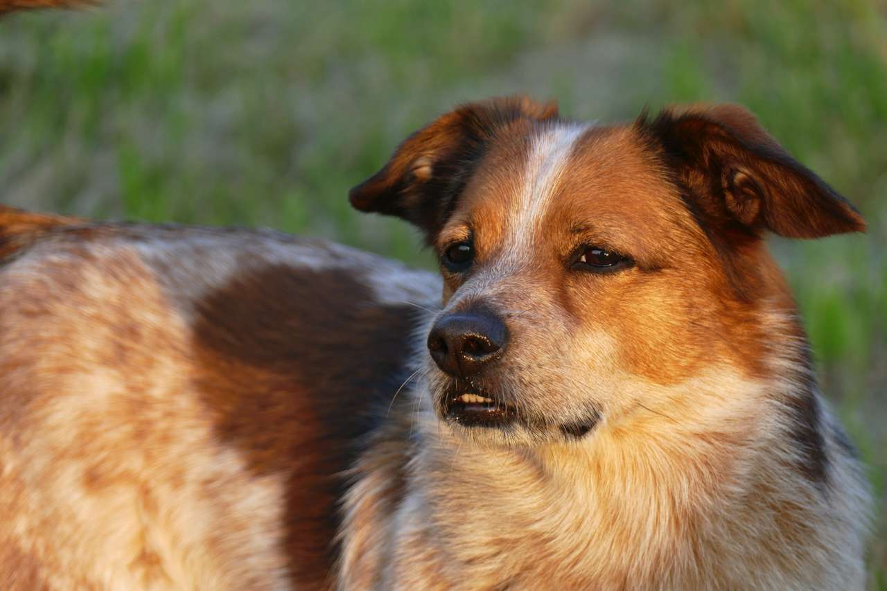 Tierheim Verlorenwasser – Mingo