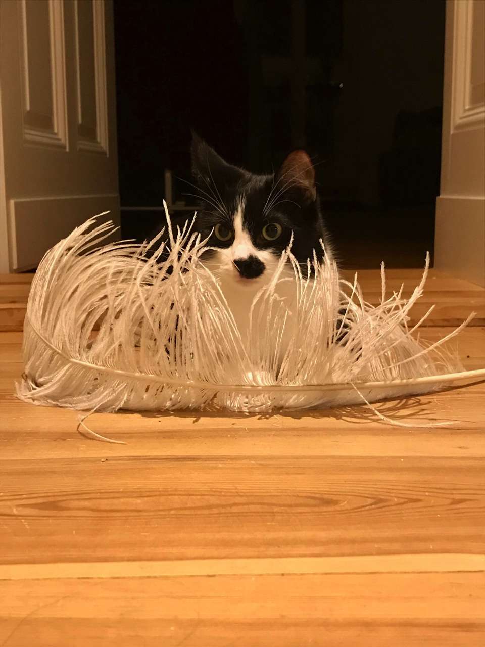 Tierheim Verlorenwasser – Clara & Moo wünschen euch ein schönes neues Jahr