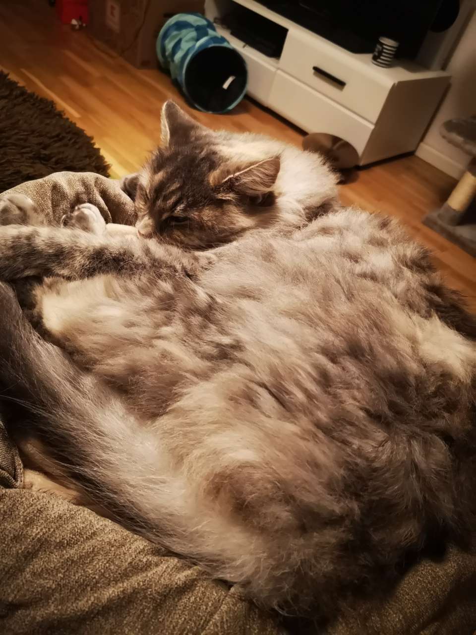 Tierheim Verlorenwasser – Frau Flauschig ist endgültig angekommen